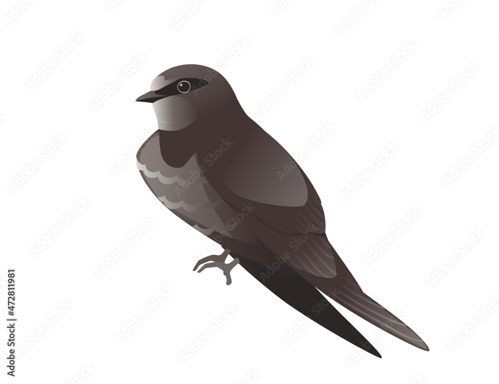 Cute black swift sitting on white background cartoon bird animal design ...