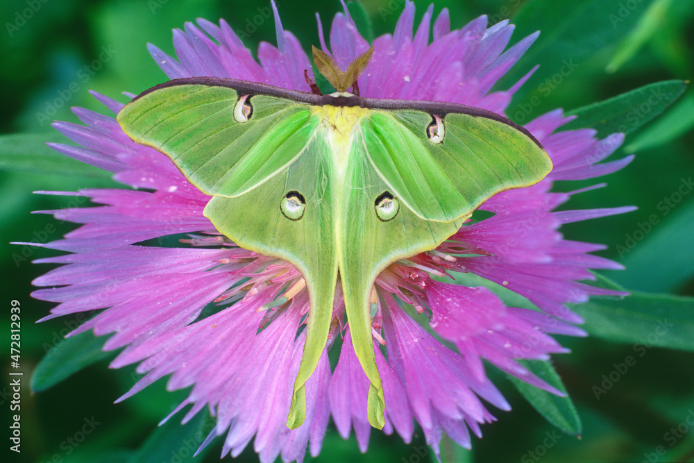 USA, Michigan. Close-up of luna moth on flower. Stock Photo | Adobe Stock