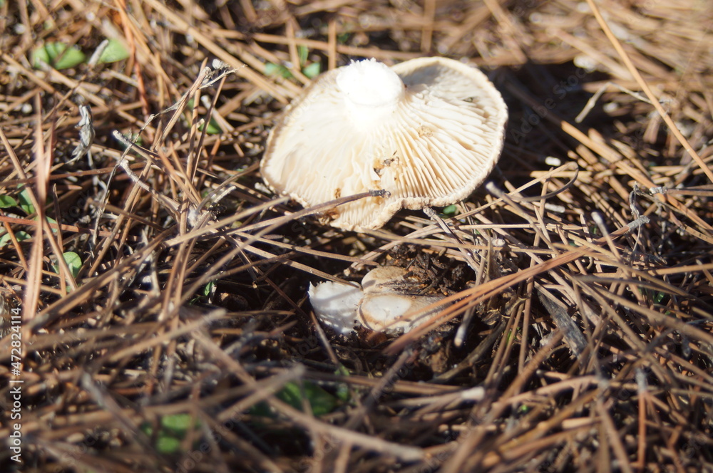 Pleurotus eryngii, seta de cardo u hongo basidiomiceto y vista de sus ...