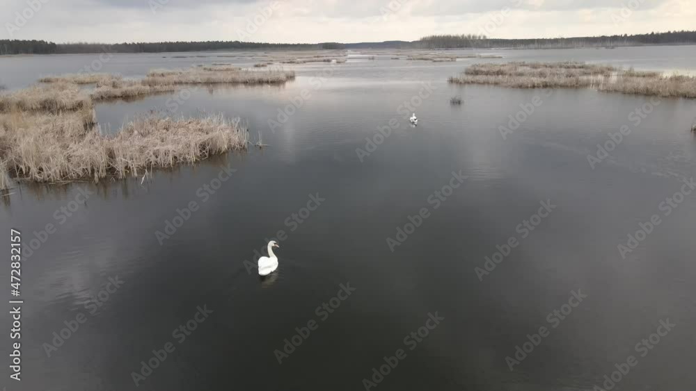 White swans swim in the lake. Aerial view from a drone, autumn ...