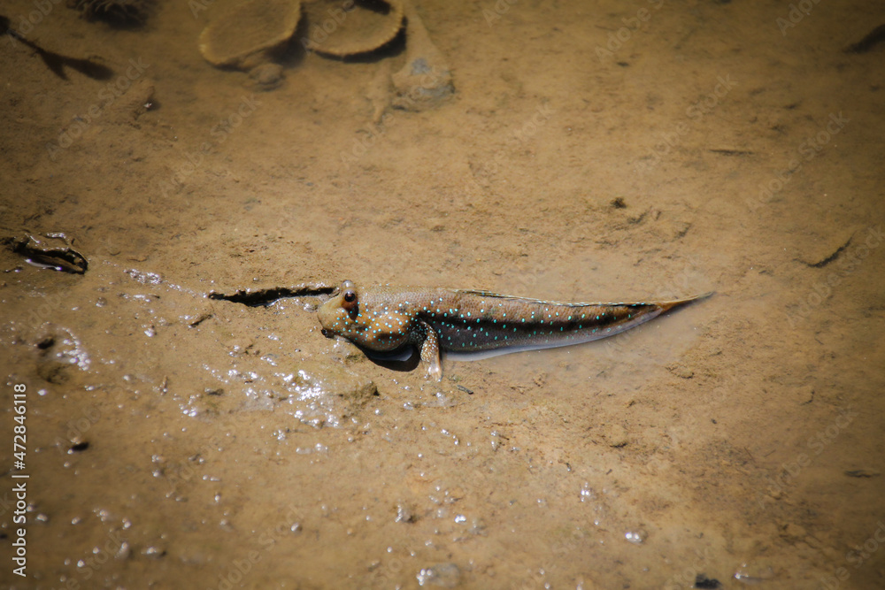 A mudskipper or Periophthalmus barbarus, an amphibious fish camouflaged ...