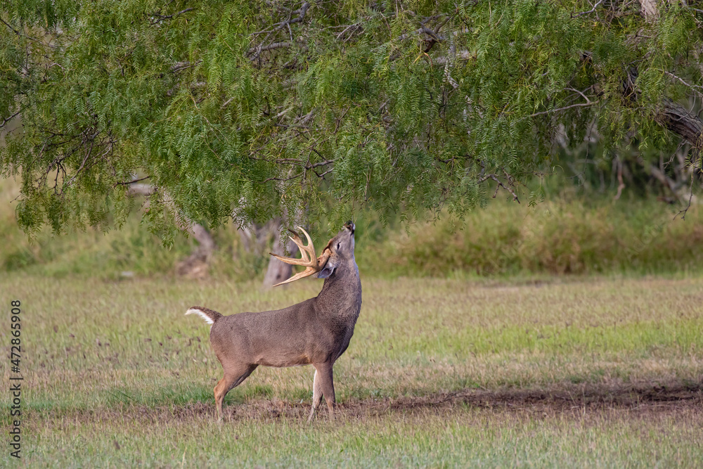 White-tailed Deer (Odocoileus virginianus) buck making 'scrape' Stock ...