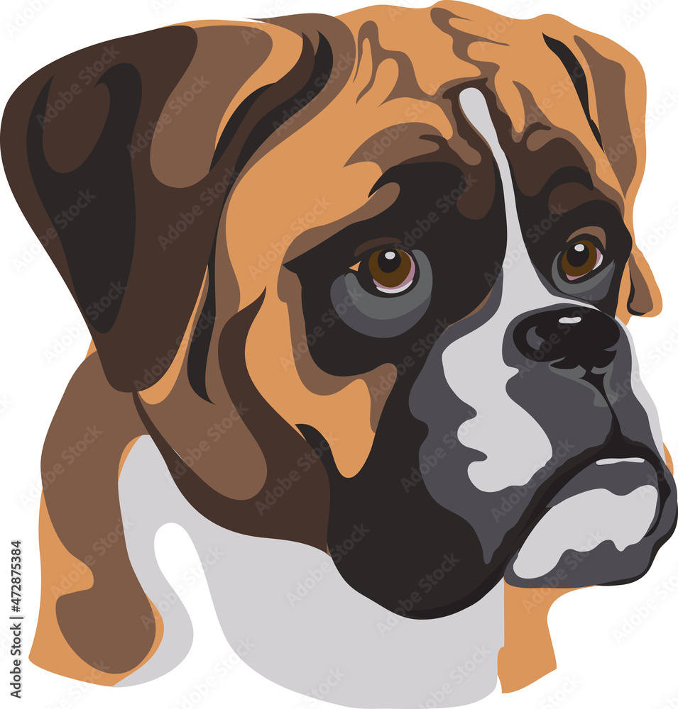 Vector image of a muzzle of a dog, boxer, vector illustration for use ...