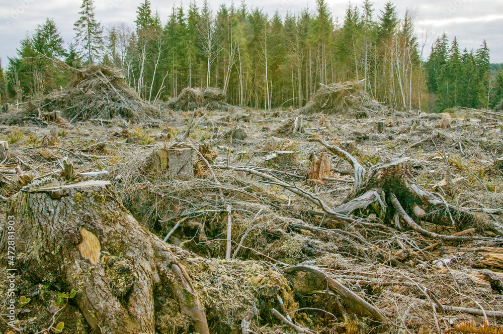 Olympic National Forest, Washington, USA. Clear-cut logging and piles ...
