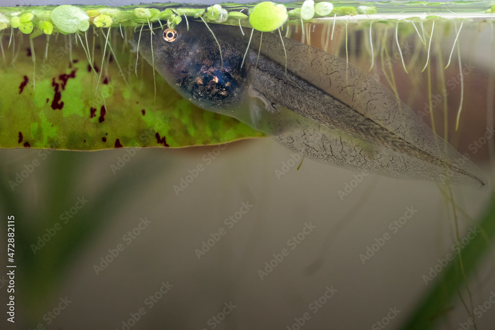 A Pacific Tree tadpole emerges from an egg and breathes through gills ...