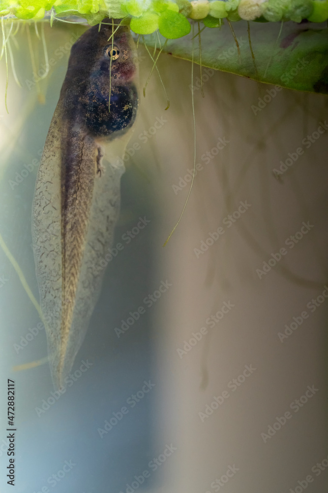 A Pacific Tree tadpole emerges from an egg and breathes through gills ...