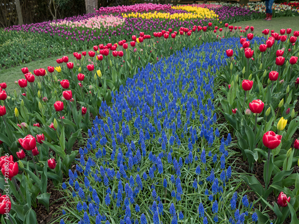 USA, Washington State, Mt. Vernon. 'River' of blue Muscari and tulips ...