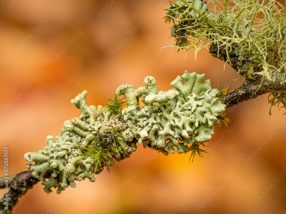 Fruticose Lichen