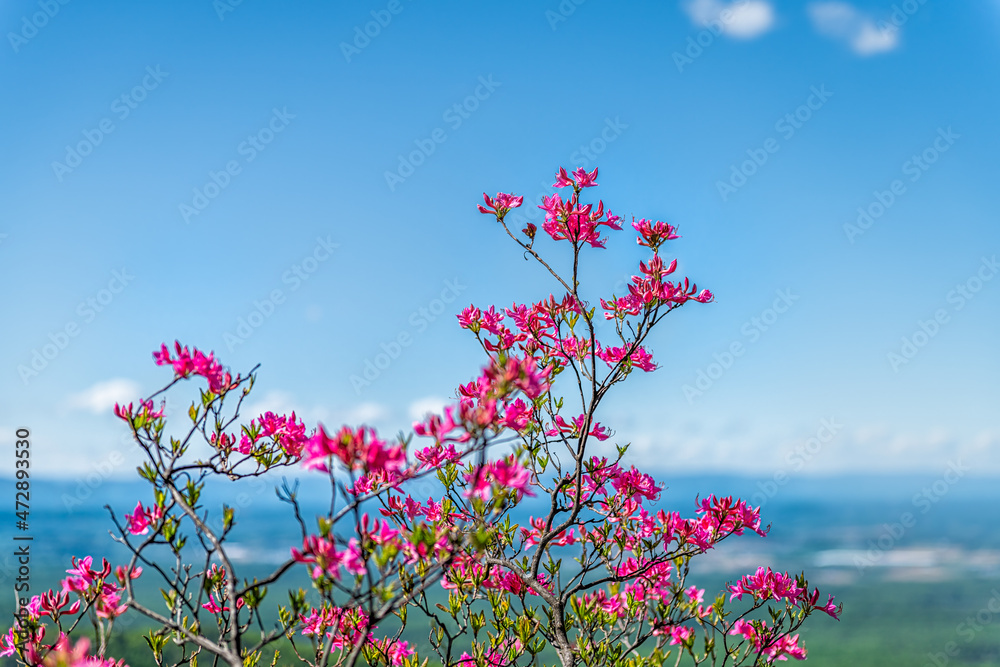 Pink rhododendron wild flowers colorful on bush in Blue Ridge Mountains ...