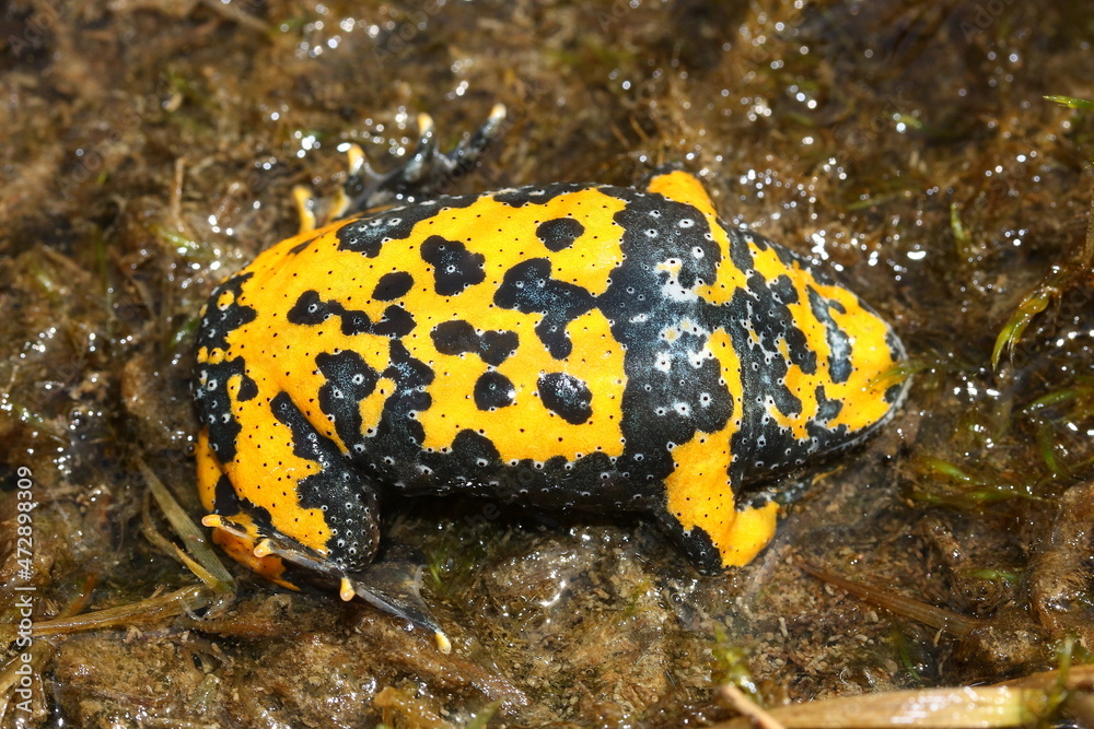 The yellow-bellied toad (Bombina variegata) shows belly during the ...