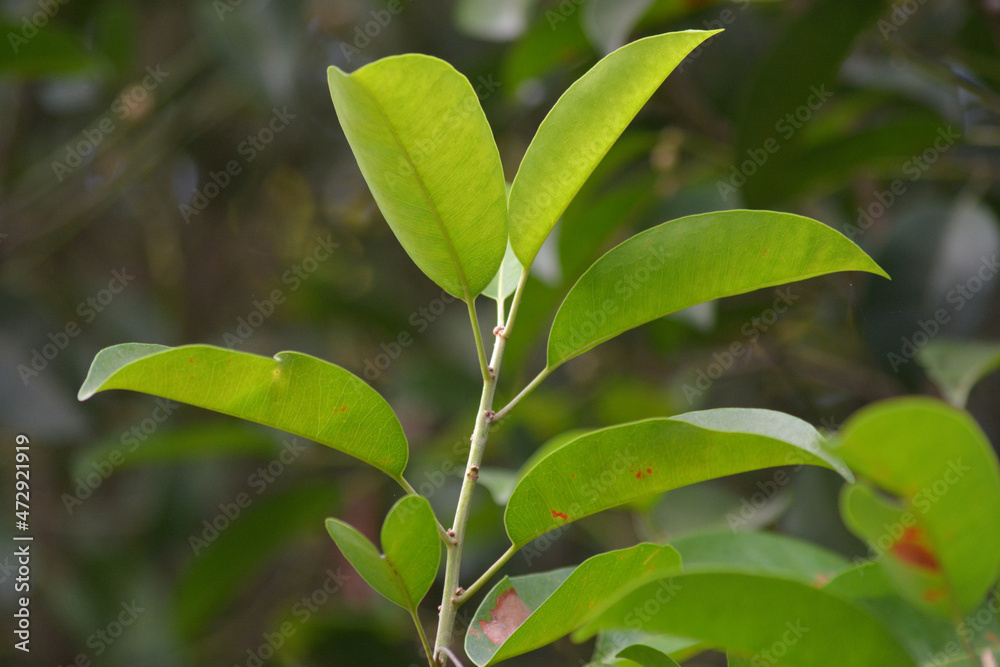 Mimusops elengi, Tanjung in Indonesia language, is a medium sized ...