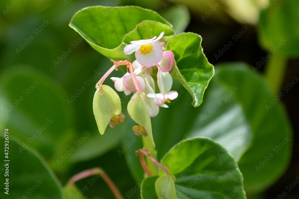Begonia cucullata or Begonia semperflorens, also known as wax begonia ...