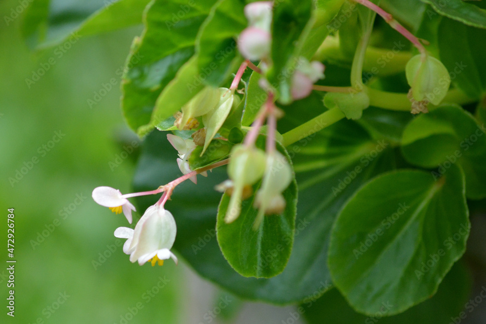 Begonia cucullata or Begonia semperflorens, also known as wax begonia ...