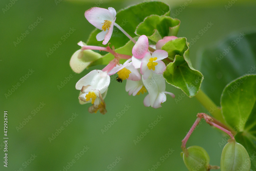 Begonia cucullata or Begonia semperflorens, also known as wax begonia ...
