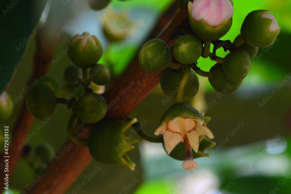 Bellucia axinanthera, vernacular name is Jambu Tangkalak, guayabilla or ...