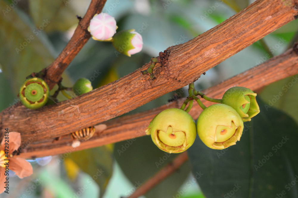 Bellucia axinanthera, vernacular name is Jambu Tangkalak, guayabilla or ...