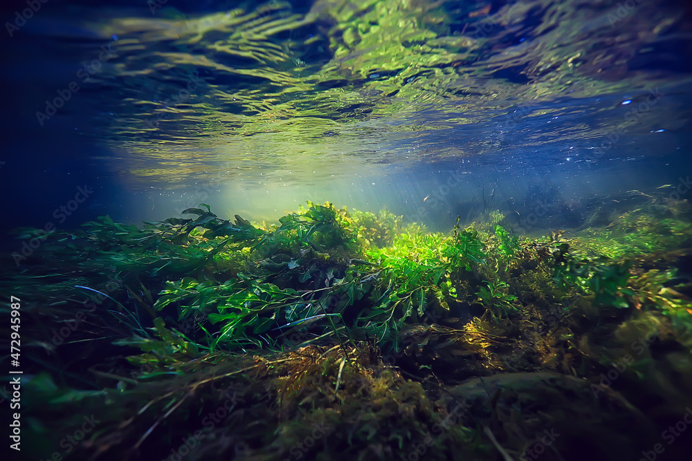 Underwater River Plants