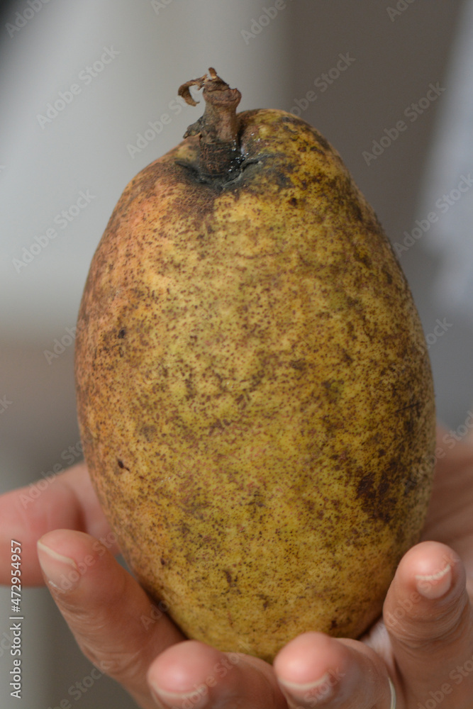 Mangifera kemanga is a large tree in the family Anacardiaceae, the ...