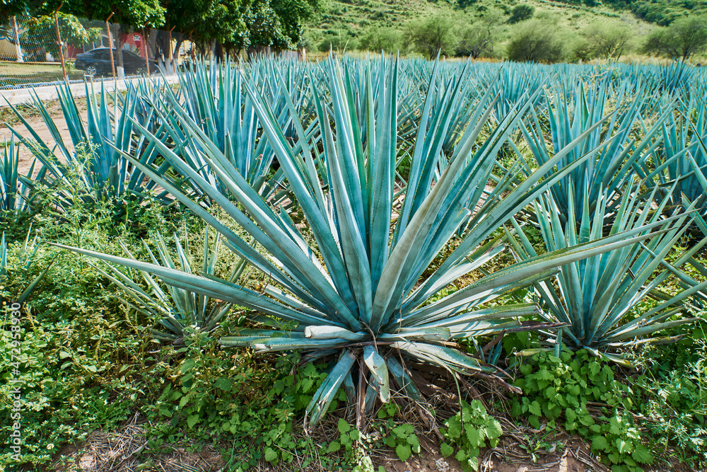 Foto de Plantación de agave azul en el campo para hacer tequila ...