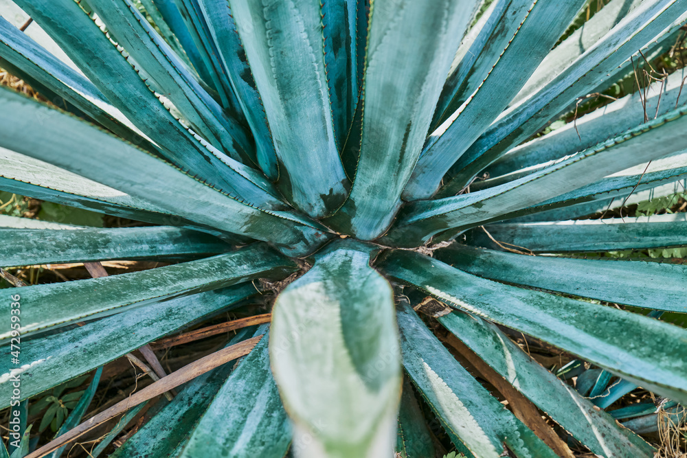 Plantación de agave azul en el campo para hacer tequila concepto ...