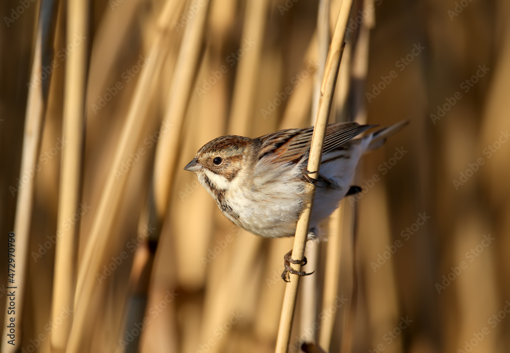 Females of common reed bunting (Emberiza schoeniclus) are photographed ...