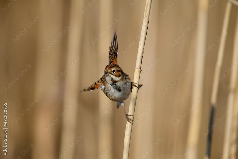 Females of common reed bunting (Emberiza schoeniclus) are photographed ...