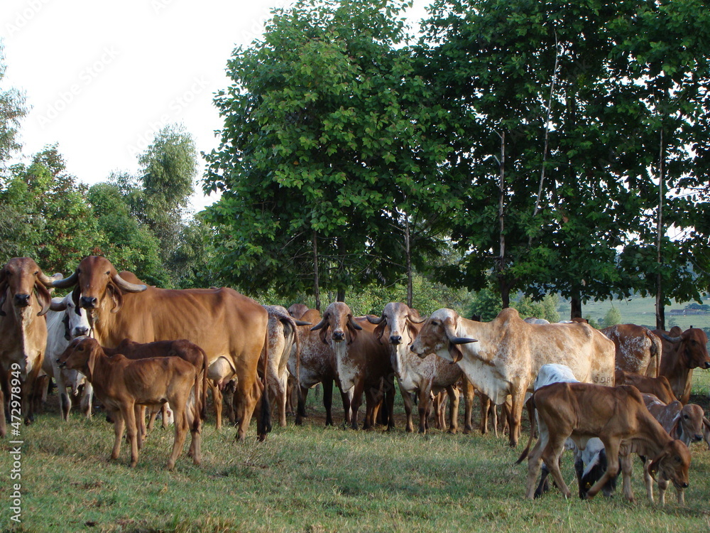 Vacas gir leiteiro com bezerros ao pé - Vacas gir leite Stock Photo ...