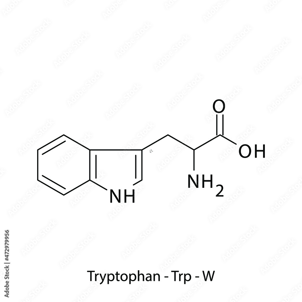 Tryptophan - Trp - W - Essential Amino Acid simple skeletal formula and ...