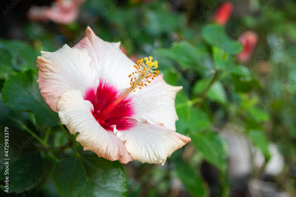 Hibiscus syriacus (rose of Sharon, Syrian ketmia, rose mallow, St ...