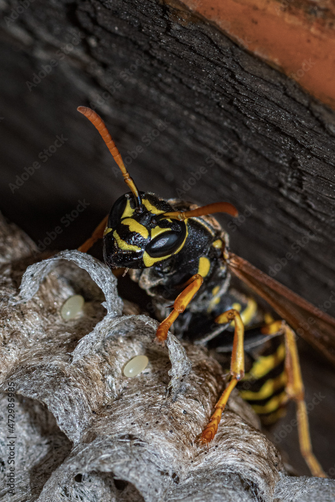 The European wasp builds a nest to establish a new colony. Macro ...