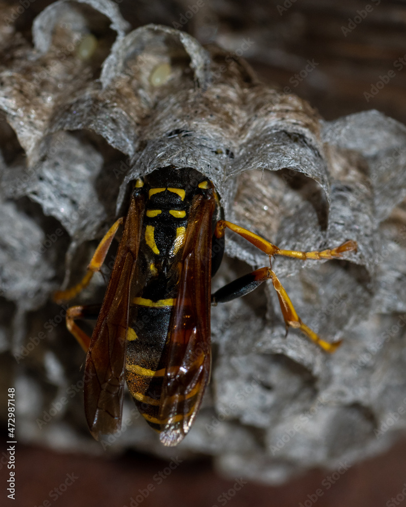 The European wasp builds a nest to create a new colony. A paper wasp ...