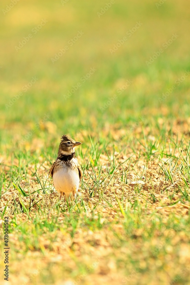 Melanocorypha calandra - The common calandria is a species of passerine ...