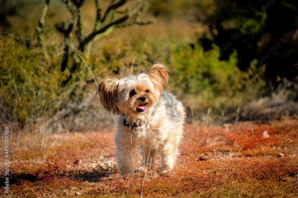 Smiling Cute Adorable Morkie Yorkie Yorkshire Maltese Dog in the Desert ...