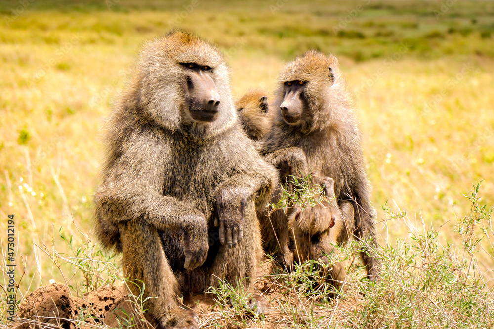 pavian, Paviane, affen, affe, affenart, affen afrika, pavian affe ...