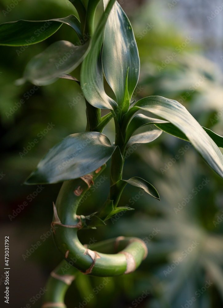 Lucky bamboo. Closeup view of the leaves and segmented curly green stem ...