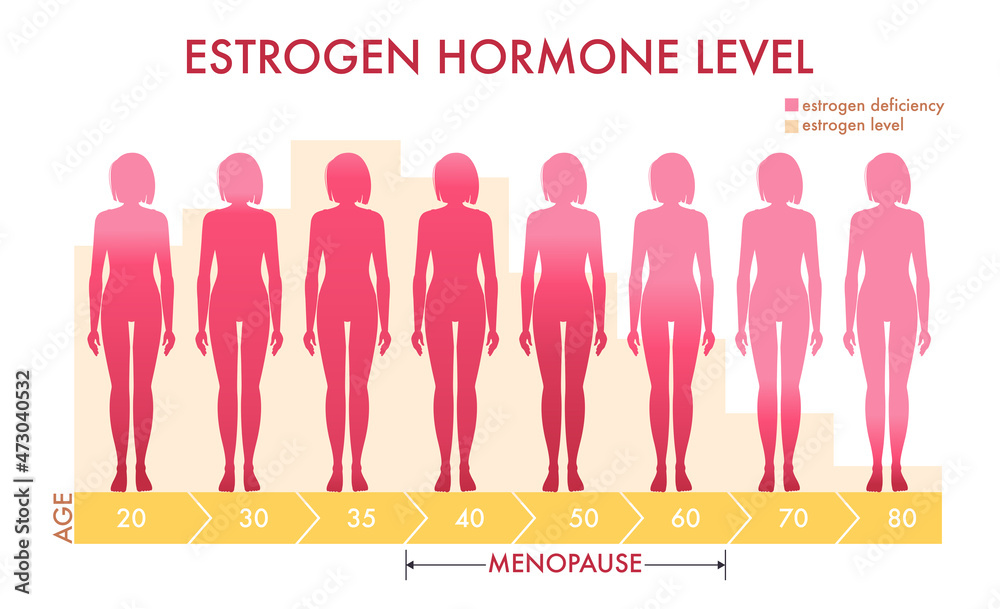 Vecteur Stock Estrogen Hormone Levels Chart Menopause Vector