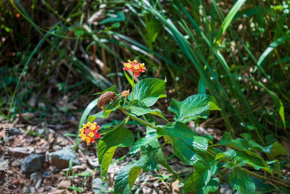 Cicada shell perched on Australian native plant. Orange and yellow ...