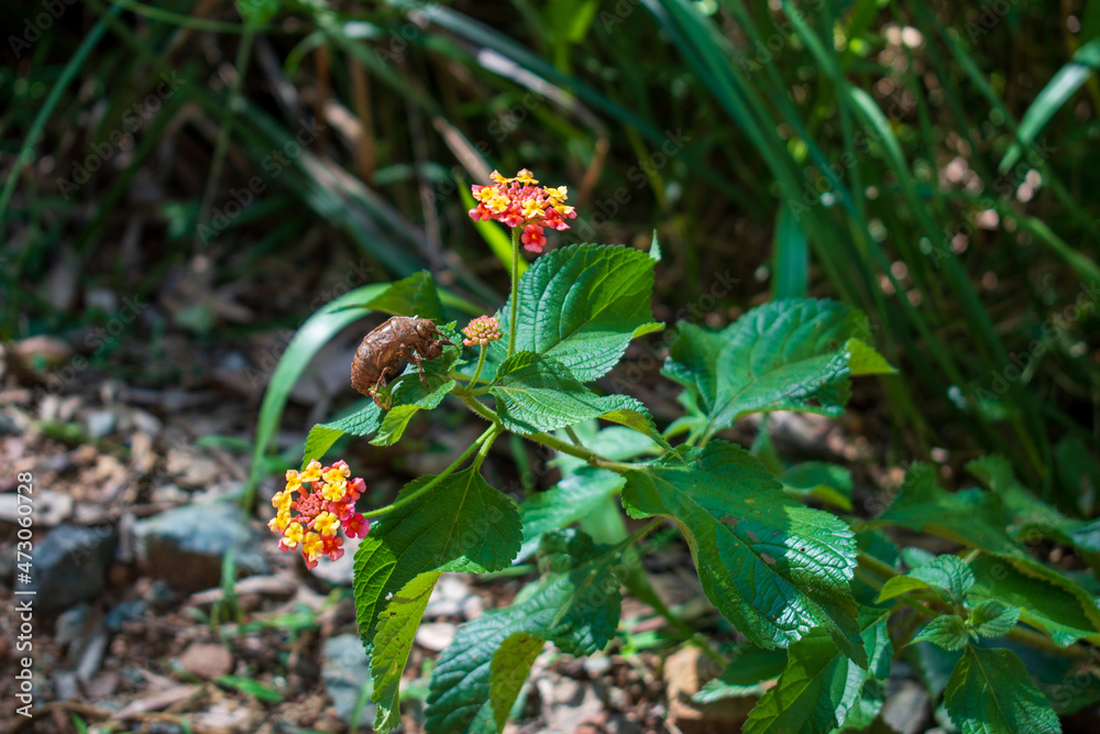 Cicada shell perched on Australian native plant. Orange and yellow ...
