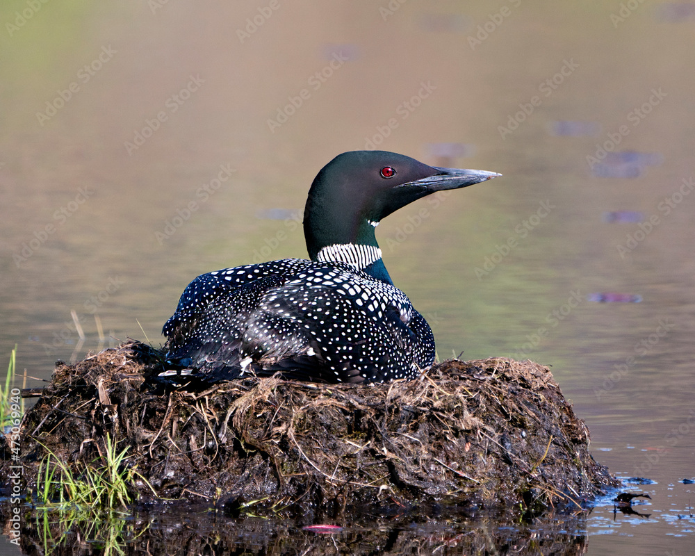 Common Loon Photo Stock. Loon on Lake. Loon in Wetland. Nesting with ...