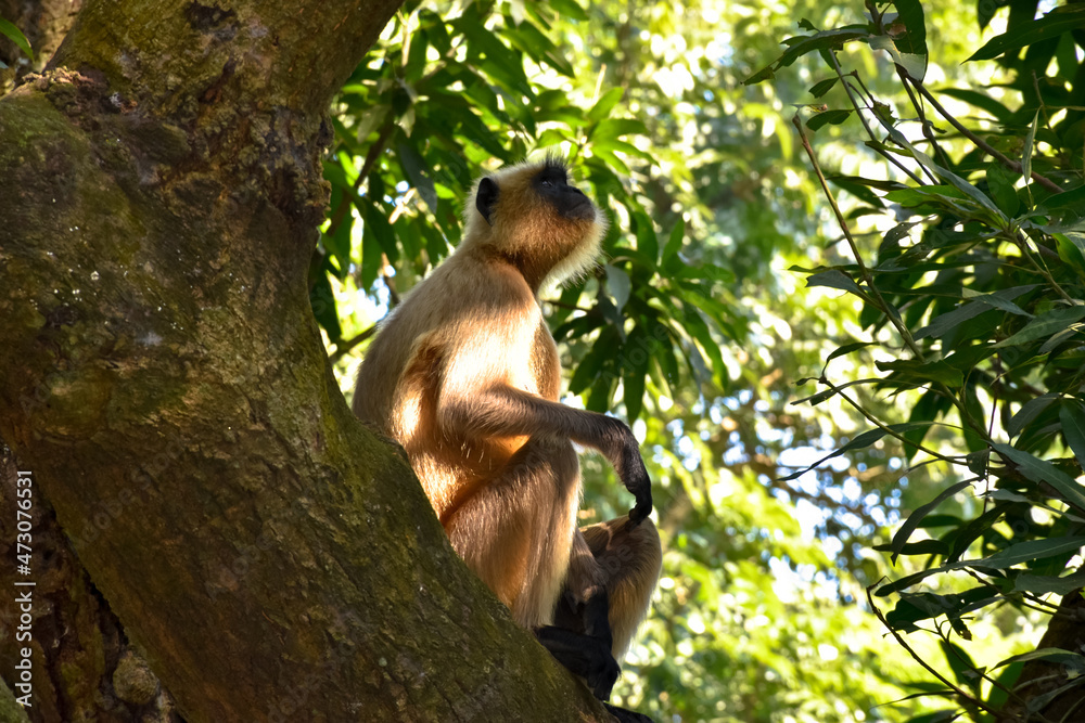 Wild Langur sits on a tree in sunset light. Hanuman Langur, Grauer ...