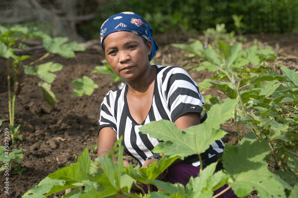 indigenous Mangyan woman in the village eggplant garden. Oriental ...
