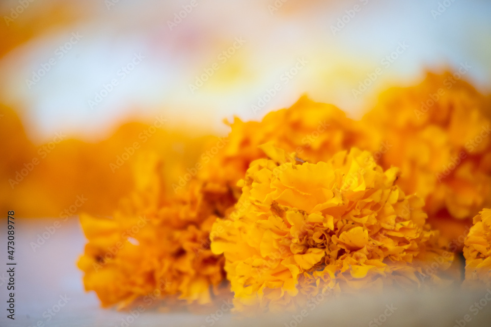 Foto de macro shot showing marigold flowers with a colorful background ...