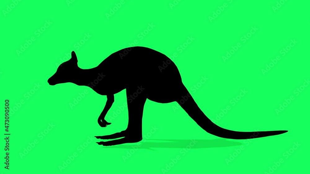 3D animation - silhouette of Kangaroo on green screen ,chroma key Stock ...