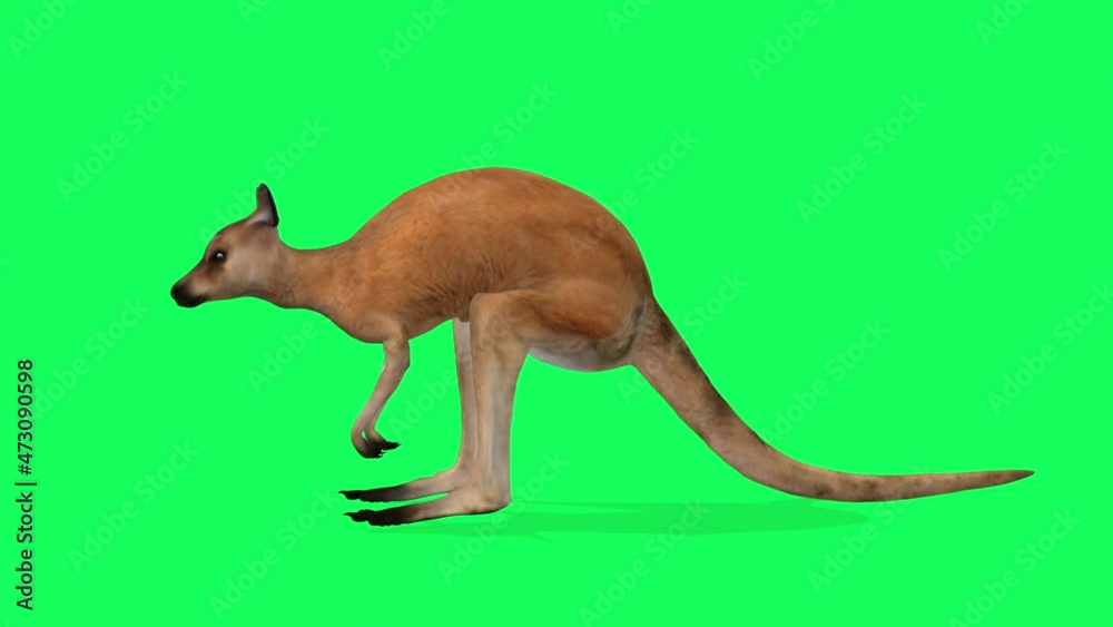 3d animation of Kangaroo on green screen ,chroma key Stock ビデオ | Adobe ...
