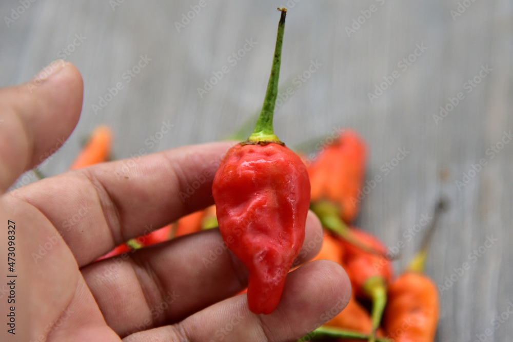 Capsicum frutescens is a wild chili pepper having genetic proximity to ...