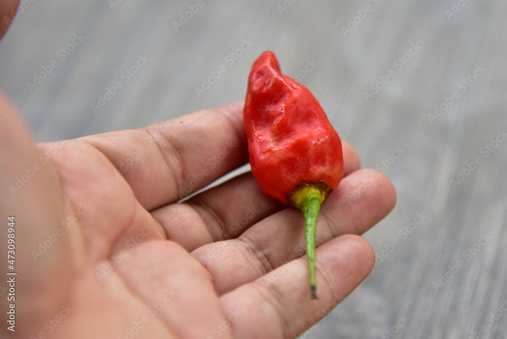 Capsicum frutescens is a wild chili pepper having genetic proximity to ...