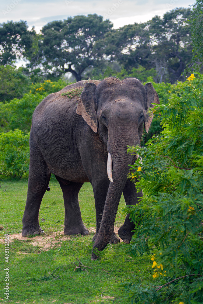 The Sri Lankan elephant (Elephas maximus maximus) is one of three ...