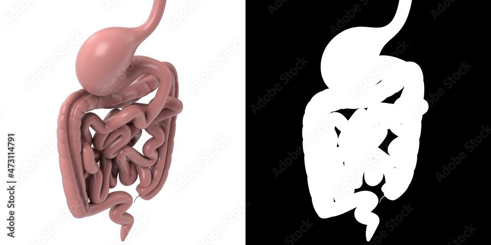 3D rendering illustration of a stylized human digestive ...