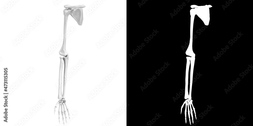 3D rendering illustration of stylized human hand and arm bones anatomy ...