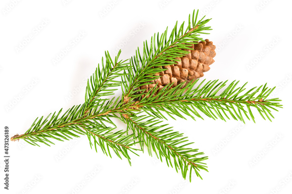 Spruce branch and cone. Fir Christmas Tree. Green pine, spruce branch ...